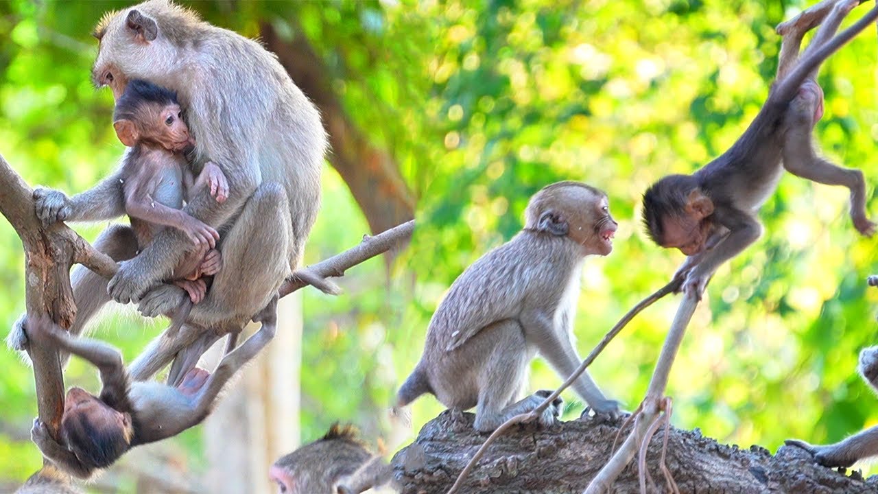 What Most People Don't Know About Baby monkey and friend playing time ...