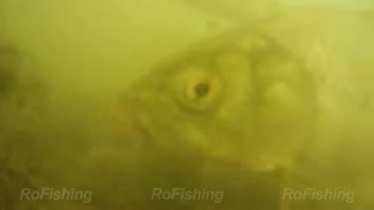 Underwater Fishing With The Method Feeder And Pop-up - Catching Fish In ...