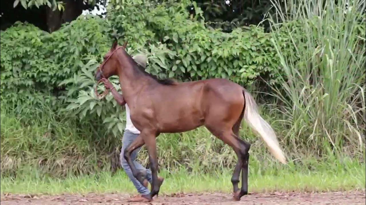 22 Raira 4LG - YouTube