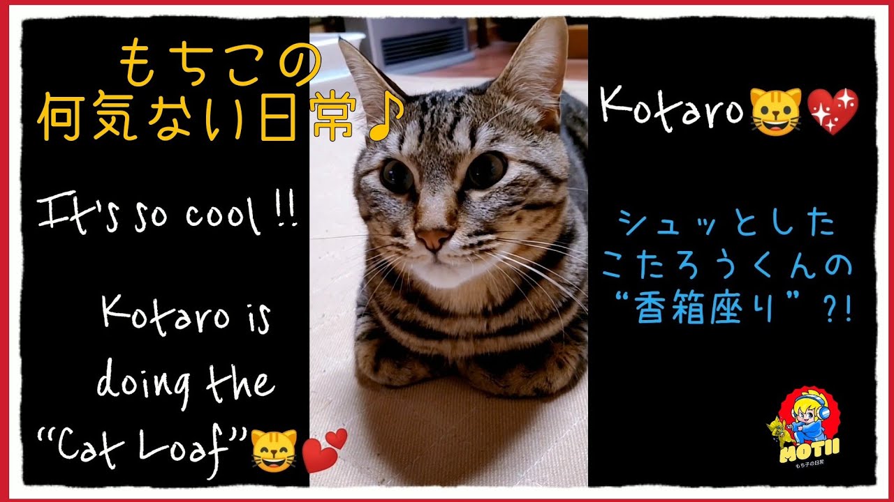 【保護猫】シュッとした こたろうくんの “香箱座り” 😺💖 It's so cool !!😻 Kotaro is doing the ...