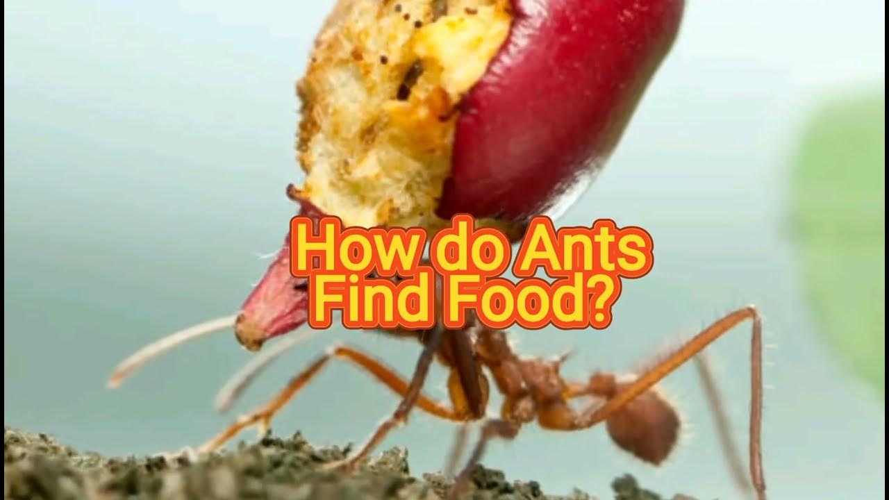 HOW DO ANTS FIND FOOD? - YouTube