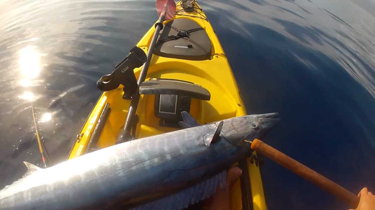 Kailua kayak fishing: shibi, ono, shark - YouTube