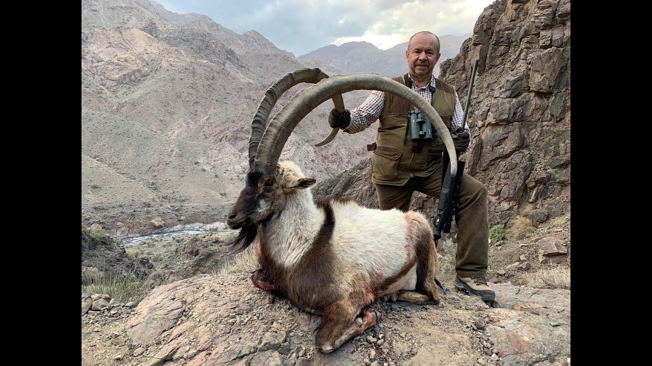 WORLD RECORD Persian Desert Ibex! IRAN. Экспедиции Александра Егорова ...