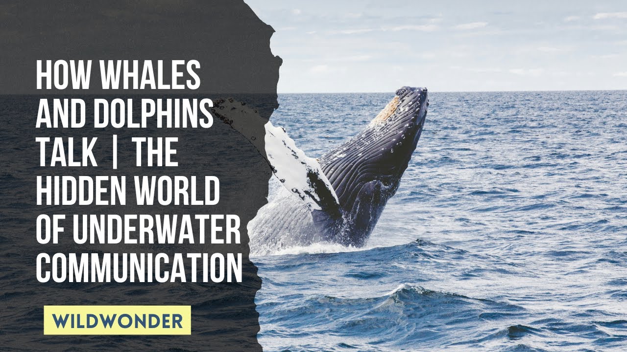 The Hidden World of Underwater Communication: How Whales and Dolphins ...