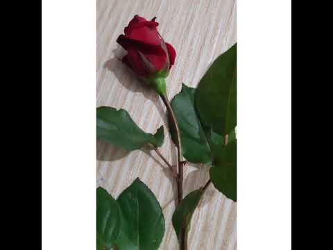 bu son gorusdu elvida