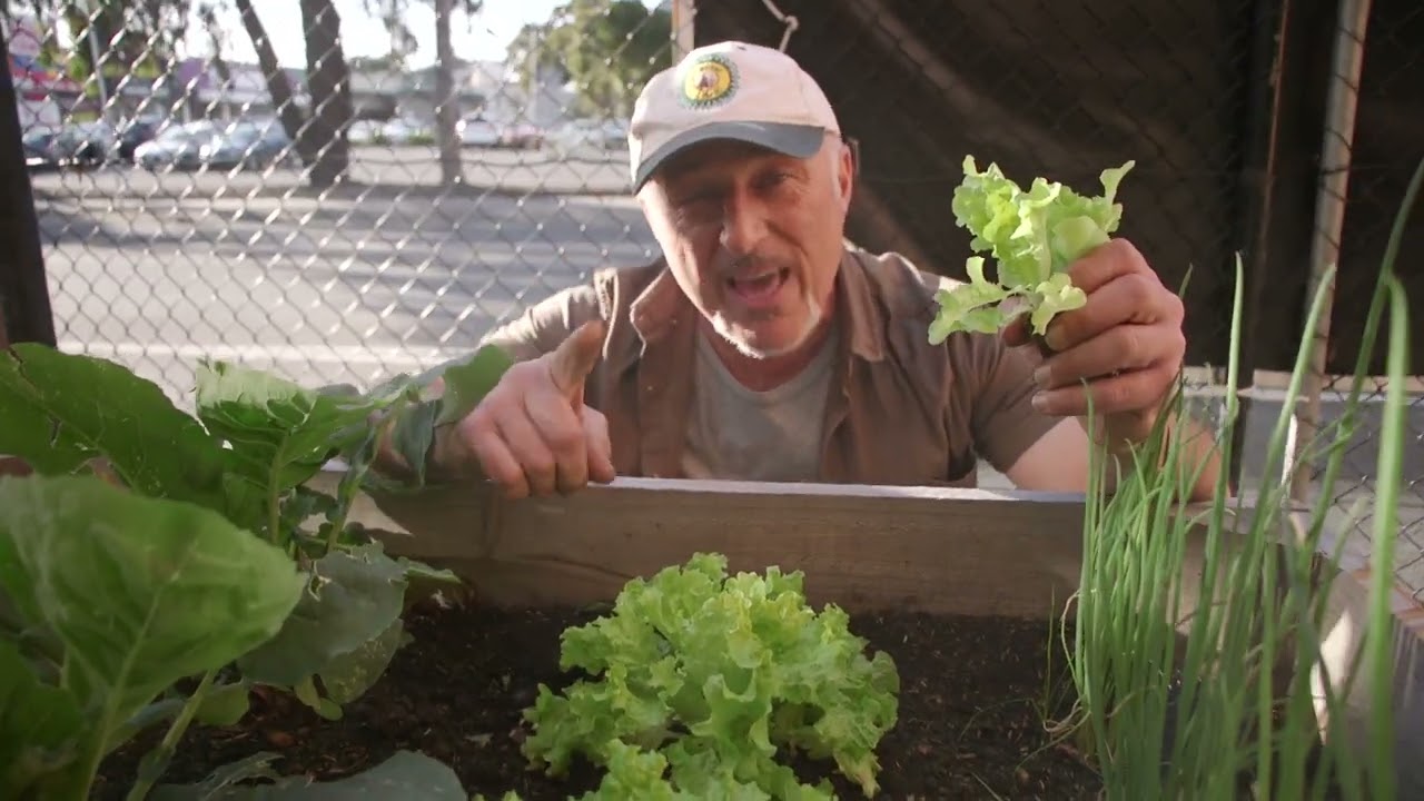 Grow Your Own Veggies - YouTube