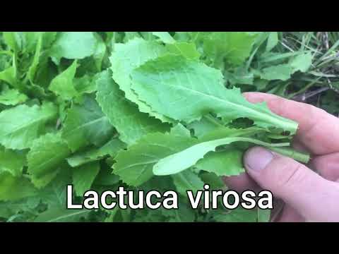 Doğada Yabani Acı Marul Bitkisi Kullanımı ve Faydaları