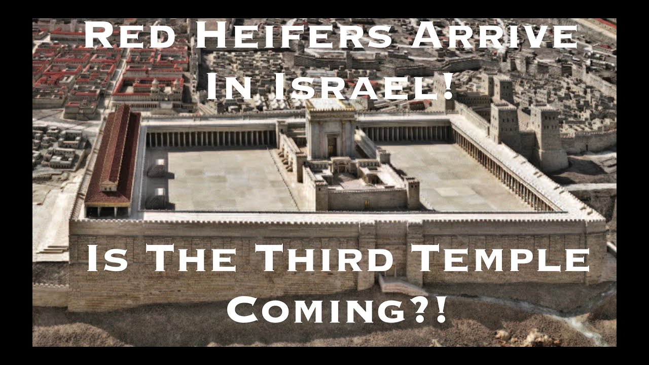 Is The Third Temple Coming?! 5 Red Heifers Arrive In Israel! - YouTube