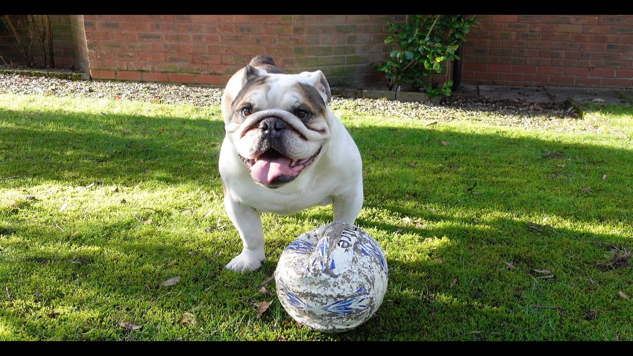 Walter The Bulldog's Unbelievable Football Skills Have To Be Seen To Be ...