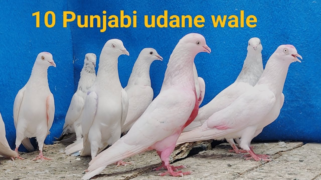 10 Punjabi malwai udane wali Dilvriy all over India contact8806886444 ...