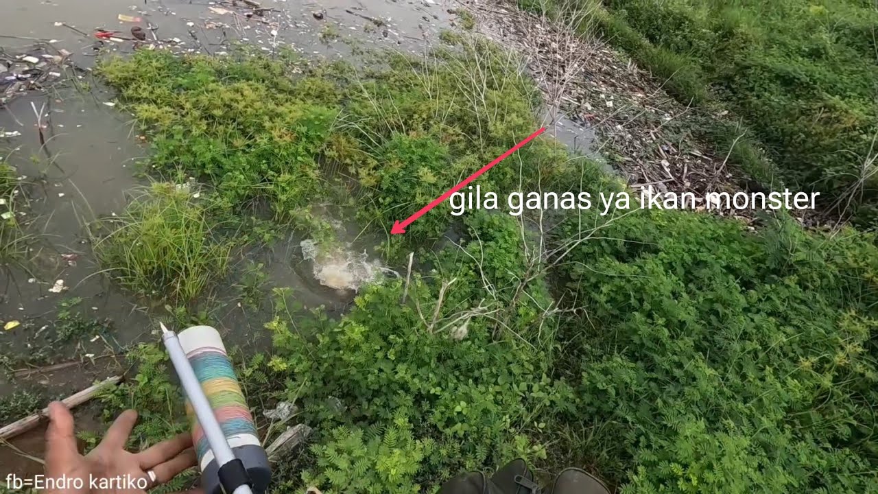 Menegangkan ketika ada penampakan monster ikan rawa - YouTube
