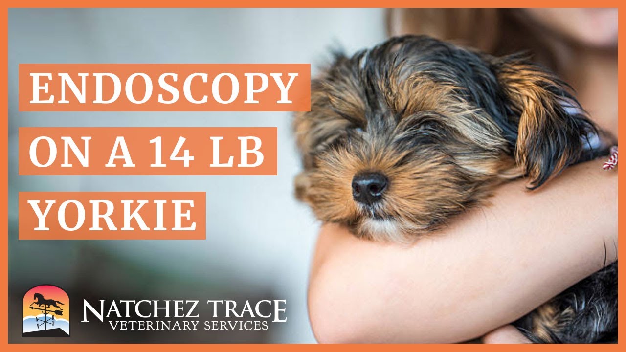 Watch an Endoscopy on a 4-Pound Yorkie - Marc Smith DVM - YouTube
