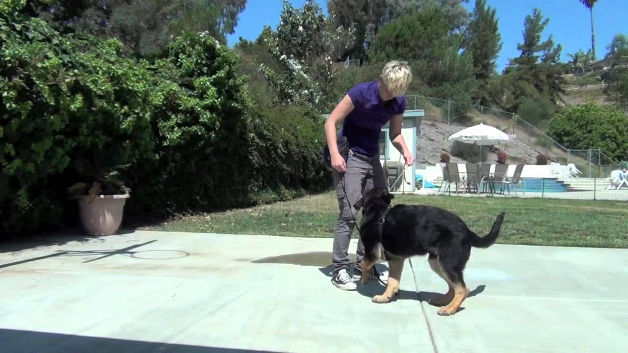 Drop it get it first lesson-dog training - YouTube
