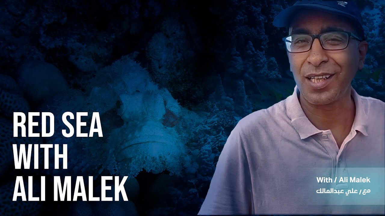 Red Sea with Ali Malek - YouTube
