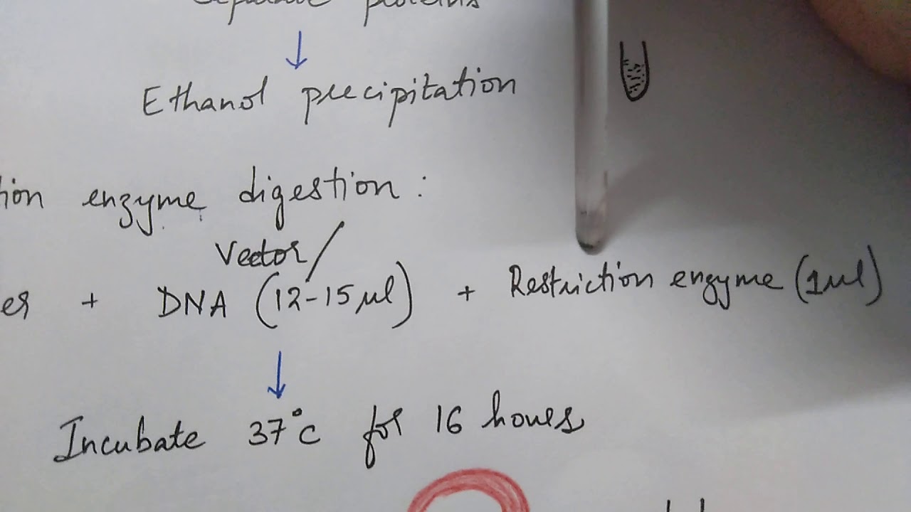 Gene cloning - digestion & ligation - YouTube