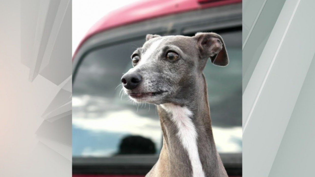 Miniature Italian Greyhound Smiling