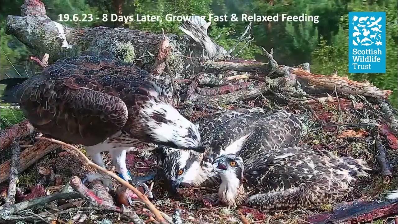 Feeding Tactics on the Nest - (Loch of the Lowes Osprey Webcam 2023) - YouTube