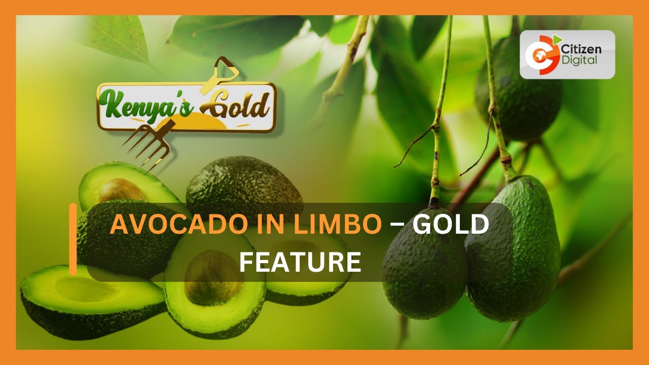 | Kenya’s Gold | Avocado in Limbo – Gold Feature (Part 1) - YouTube