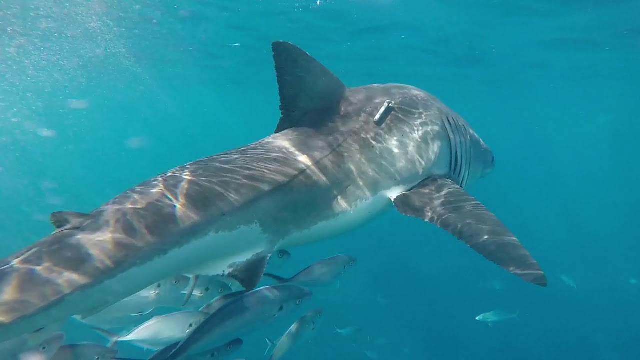 Joanna Smart, Mid-Year Video - 2019 OWUSS Australasian Rolex Scholar ...
