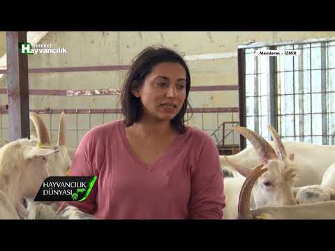 Hayvancılık Dünyası | Saanen Keçisi Neden Tercih Ediliyor?