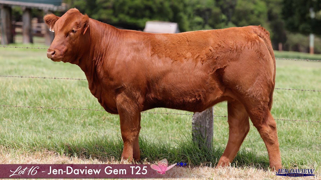 Lot 16 Jen Daview Gem T25 - YouTube