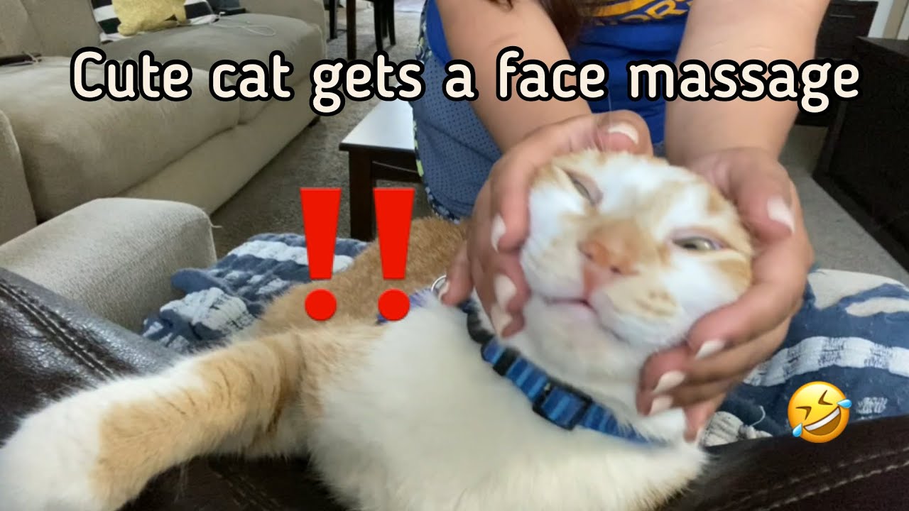 Cute cat gets a face massage (2020) - YouTube
