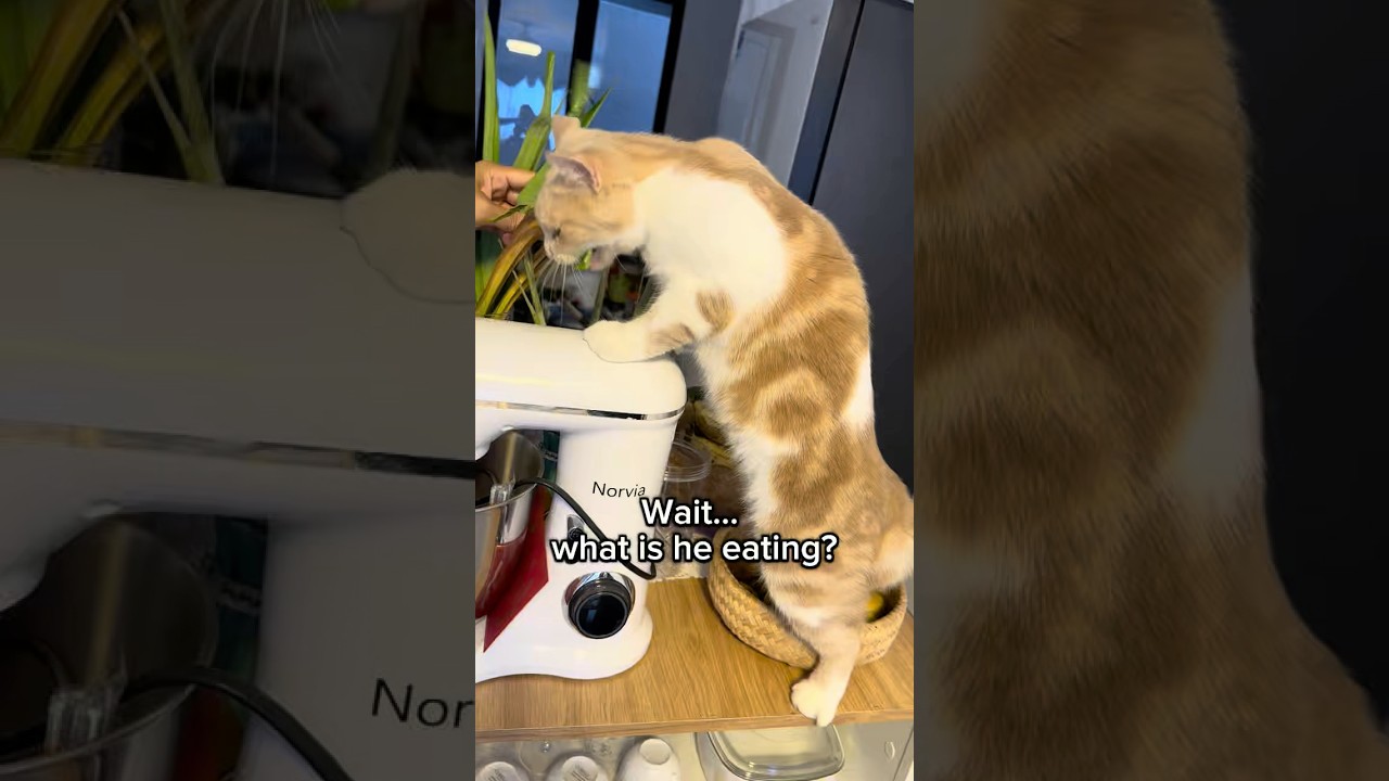 This cat thinks he’s a food critic 😂🌿 - YouTube