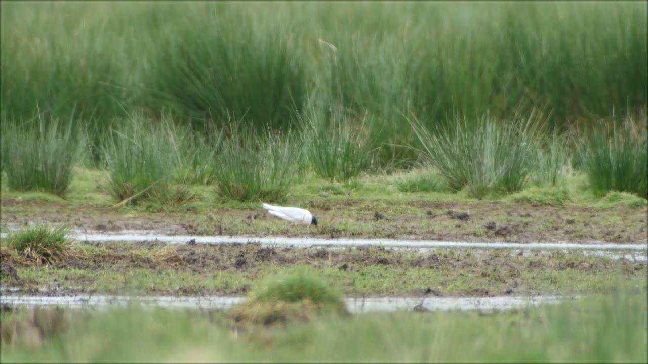 Little Gull - Exminster Marsh back scrape from discovery area 5/5/2019 ...