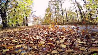 Bmw e39 autumn intro
