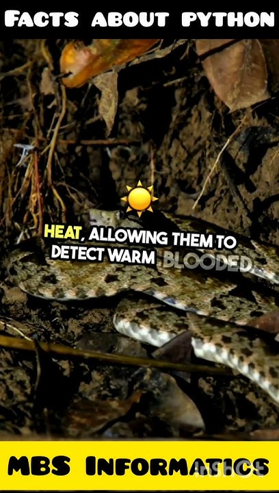 Unbelievable facts about python snakes #trending #facts #information # ...