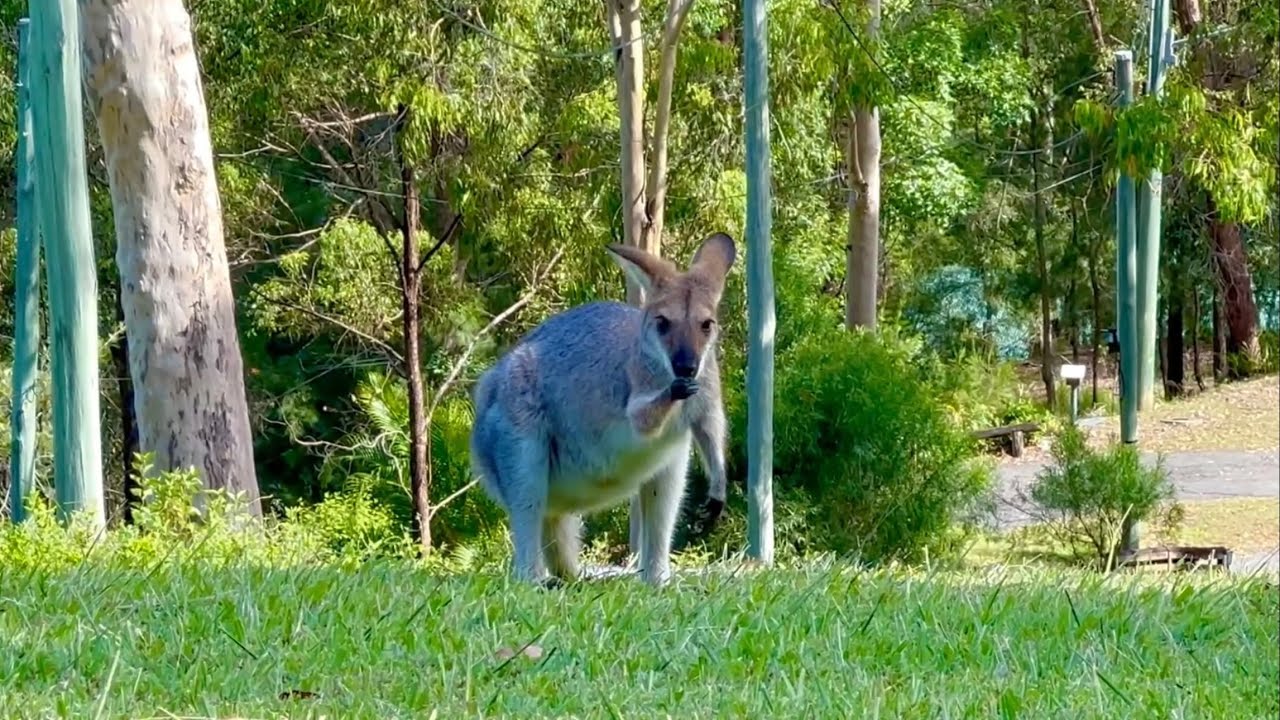 Adorable Wallaby in Front of Our Amazing View from Our House Gold Coast ...