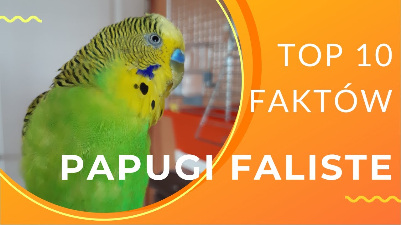 Papuga falista - TOP 10 ciekawostek - YouTube