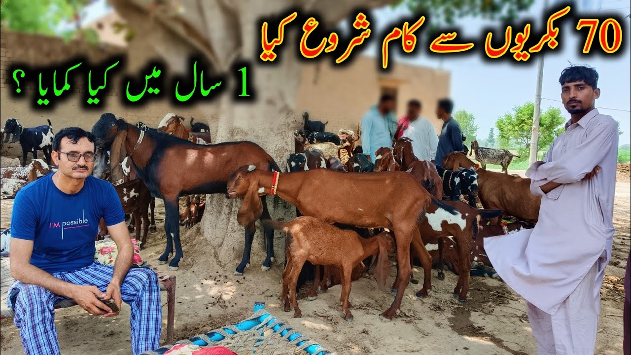 1 Saal Main Bkri Farming Sy Kya Kmaya ? - YouTube