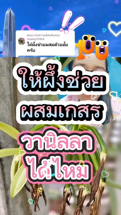 ให้ผึ้งช่วยผสมเกสรวานิลลาได้ไหม Vanilla วนิลา วานิลลา ต้นวานิลลา