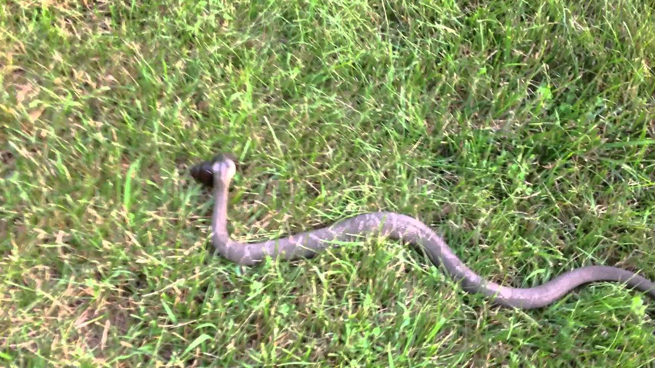 snake vs snail 1 - YouTube