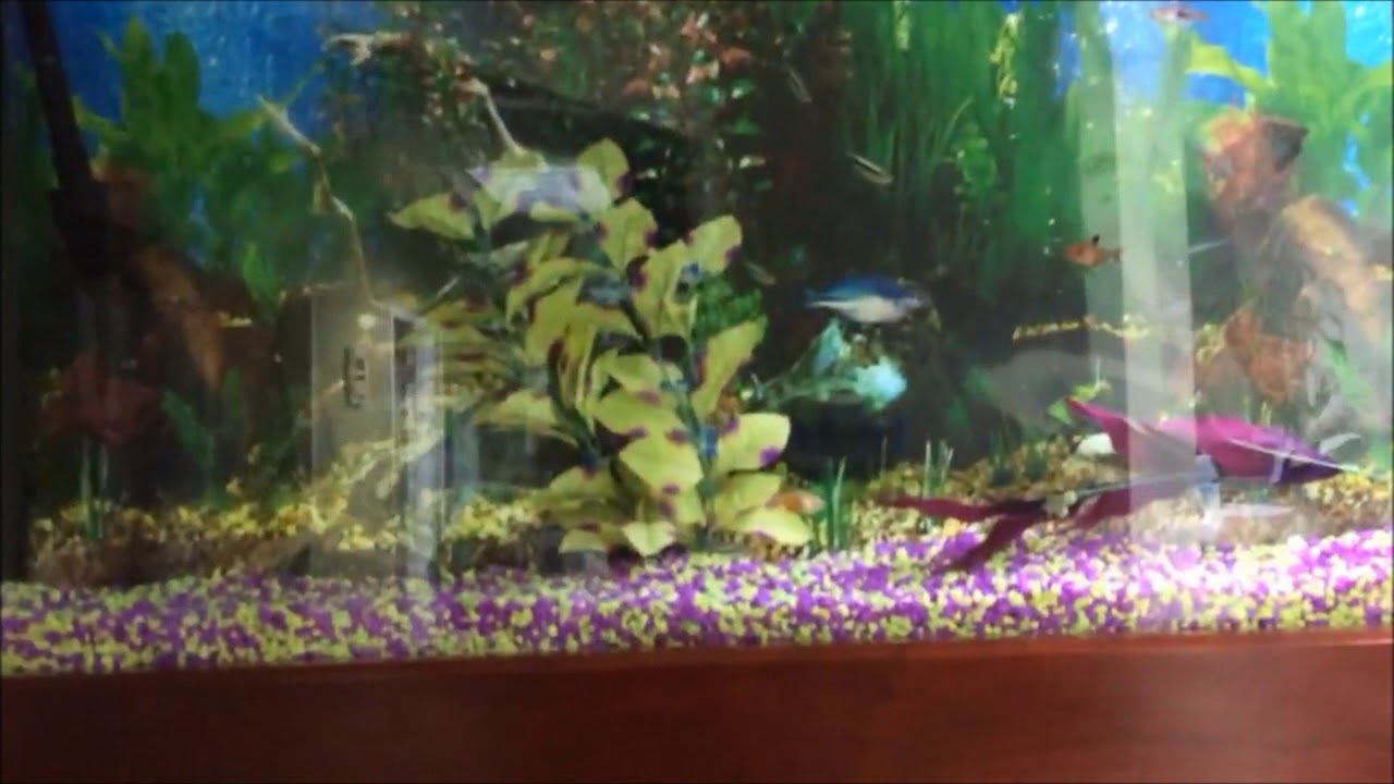🐠🌾🐟Beautiful large tropical fish aquarium🐟🌾🐠 - YouTube
