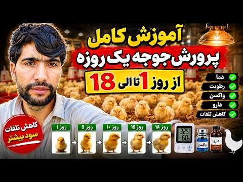 آموزش کامل پرورش جوجه یک روزه از روز ۱ تا ۱۸ | دما، رطوبت، واکسن، دارو و کاهش تلفات در فارم مرغداری