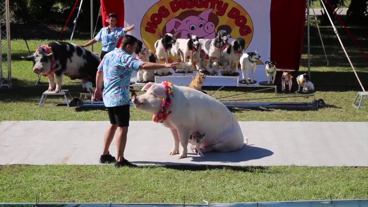Hog Diggity Dog Show - YouTube