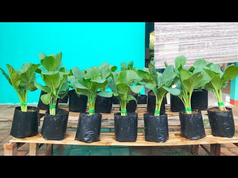 cara menanam sawi caisim di polybag | How to plant caisin mustard ...