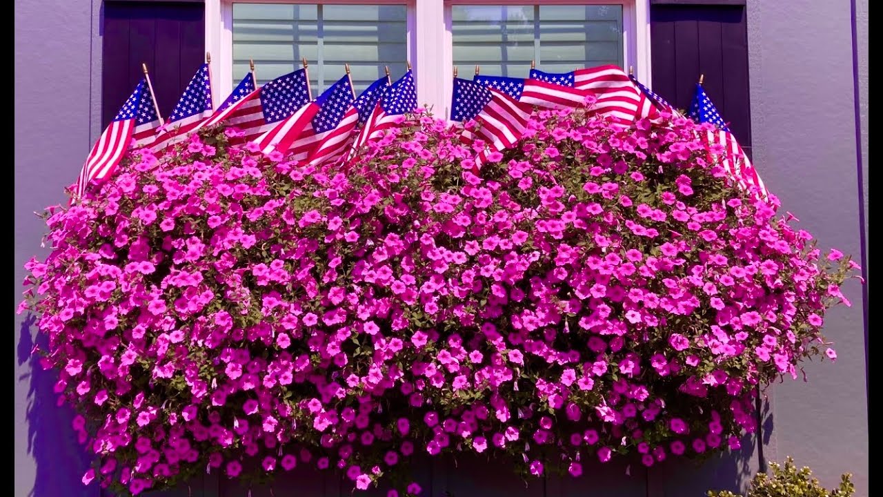 Supertunia Vista Window Boxes 4TH OF JULY SPECIAL! 🇺🇸 - YouTube