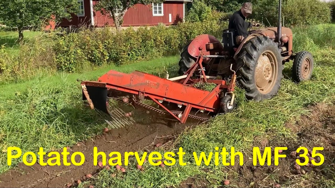 Potatisupptagning med bandupptagare och Massey Ferguson 35 / Potato ...
