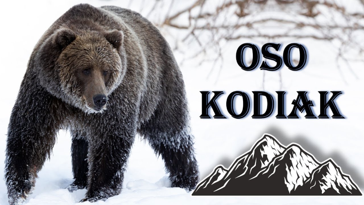 OSO KODIAK - El gigantesco oso pardo - YouTube