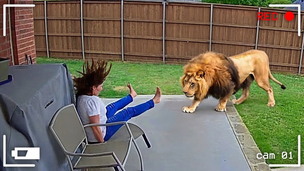 Camera recorded the scene of a male lion entering a girl's house ...