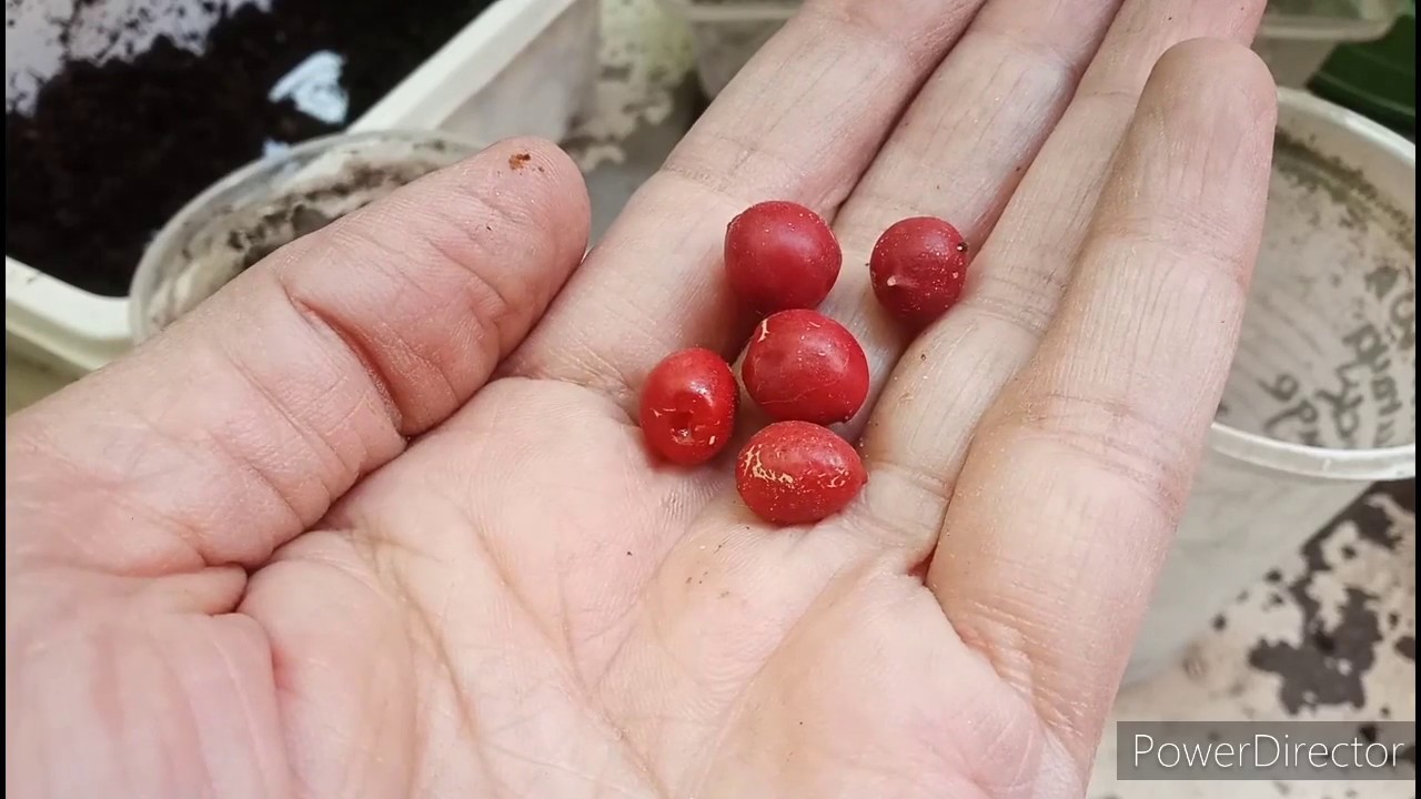 Marwa/Murraya grown from seed with update 17/5/2020(Urdu/Hindi) - YouTube