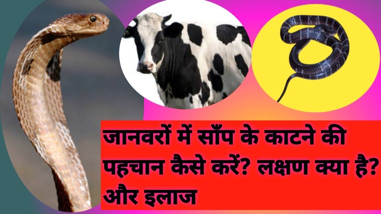 Snake bite symptoms and treatment in cattle / pashuon me sarpdansh aur ...