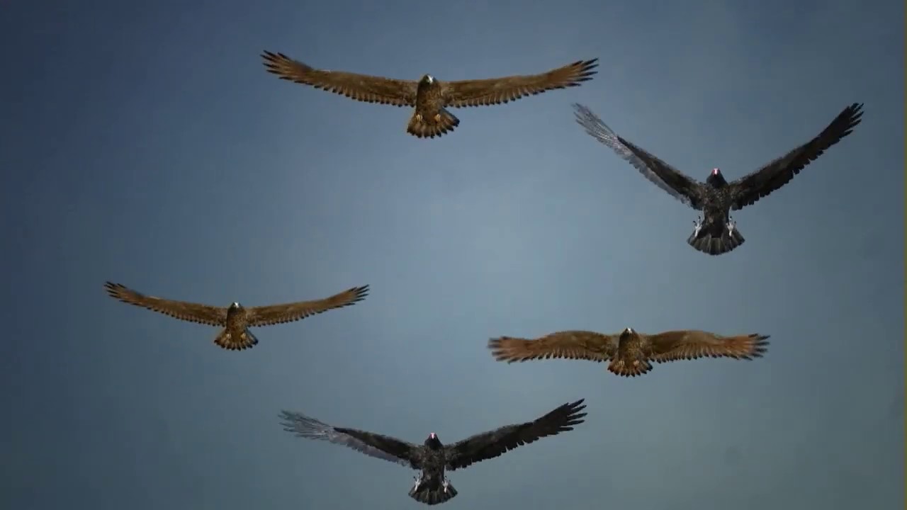 Awful Acting, Special Effects in Birdemic, one of the worst movies ever ...
