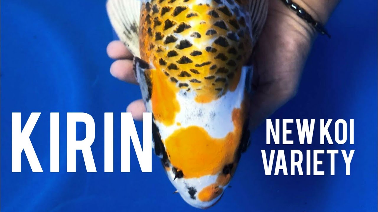 Ultimate Guide to Stunning Koi: Expert Tips and Breathtaking Footage ...