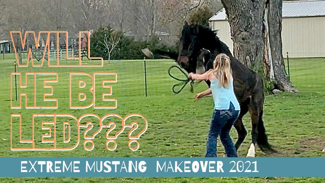 Teaching a Wild Horse to Lead! Extreme Mustang Makeover 2021 - YouTube