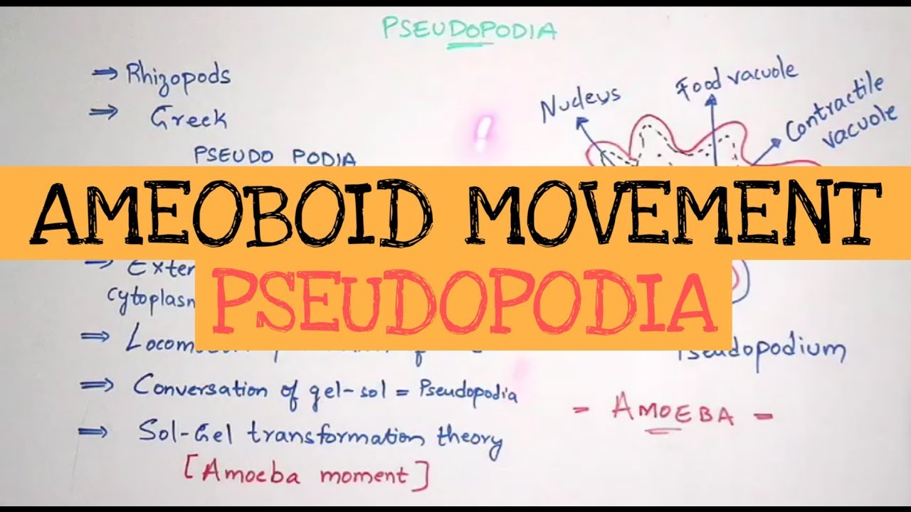 Pseudopodia Amoeboid Movement Gel Sol Theory By Phanindra Guptha Youtube