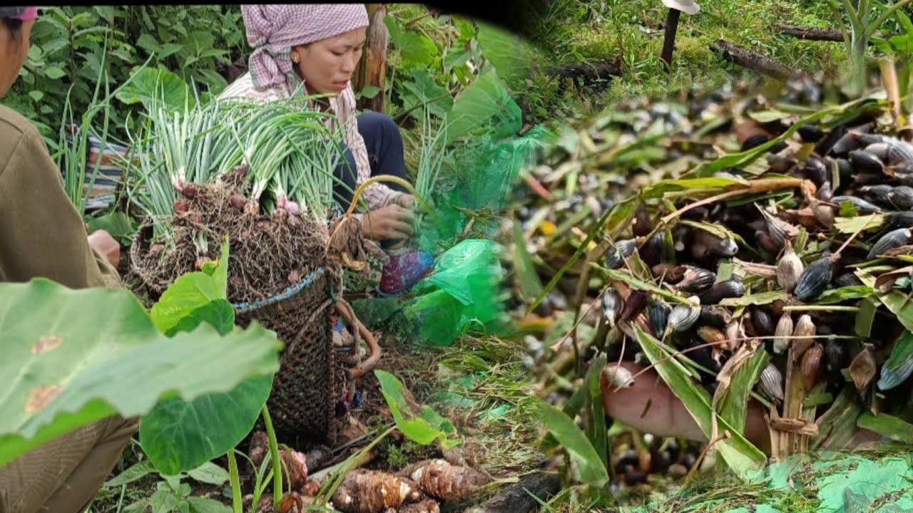 At Farm(Harvesting adlay millet/coix seed)& some organic vegetables ...